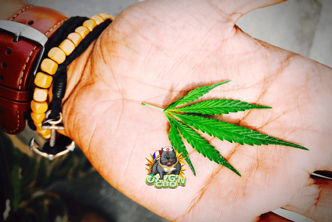 Kush : Origines et Secrets des Variétés de Cannabis – OXYG'N